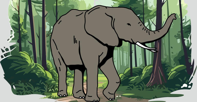 3 injured in elephant attacks in Palakkad as human-wildlife conflict ...