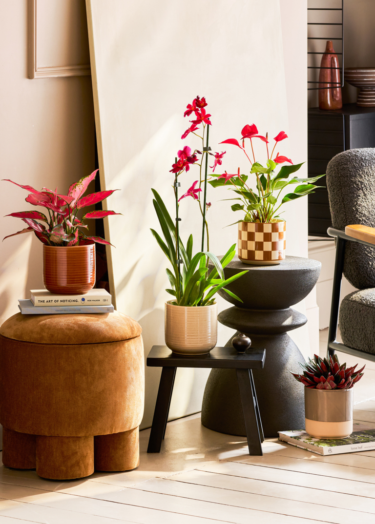 We're not making these 5 outdated houseplant mistakes in 2026