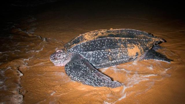 Avistan un ejemplar de la tortuga más grande del mundo en Fisterra