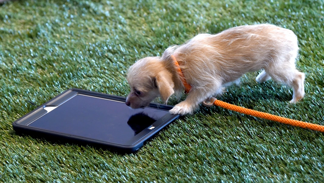 Raise a happier, calmer dog with science-backed tips