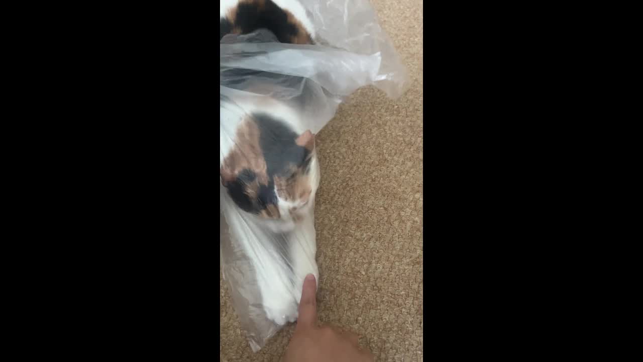 Playful cat reacts to teasing through plastic barrier in Anhui, China