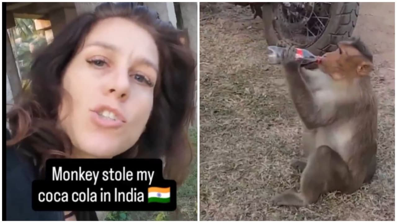 Monkey snatches tourist's Coke, drinks it like a pro in viral video (watch)