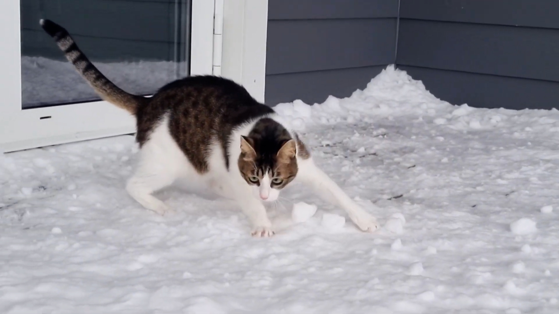 Kat heeft meteen spijt van winteravontuur