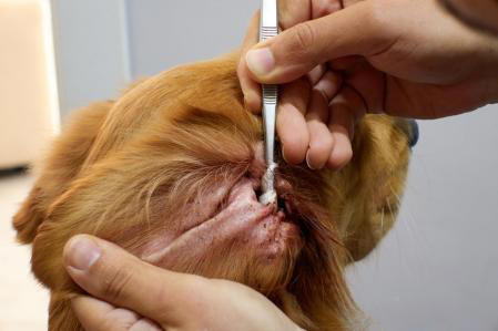Mariam Martínez, veterinaria: “Cada verano vemos casos en perros que ...