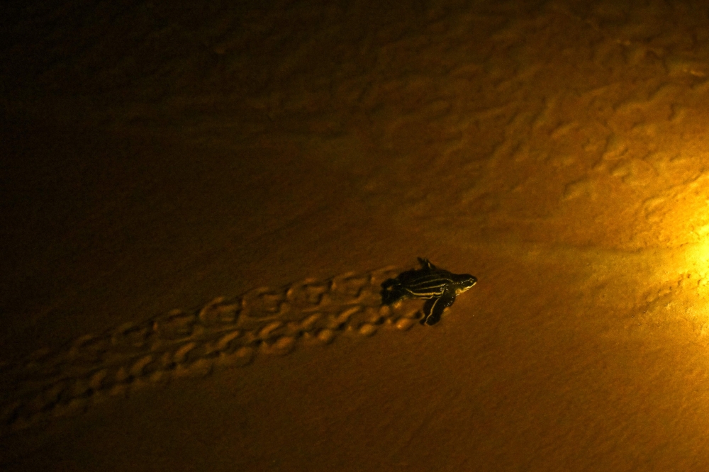 Caught with 490 turtle eggs, man gets 18 months’ jail and RM50,000 fine ...