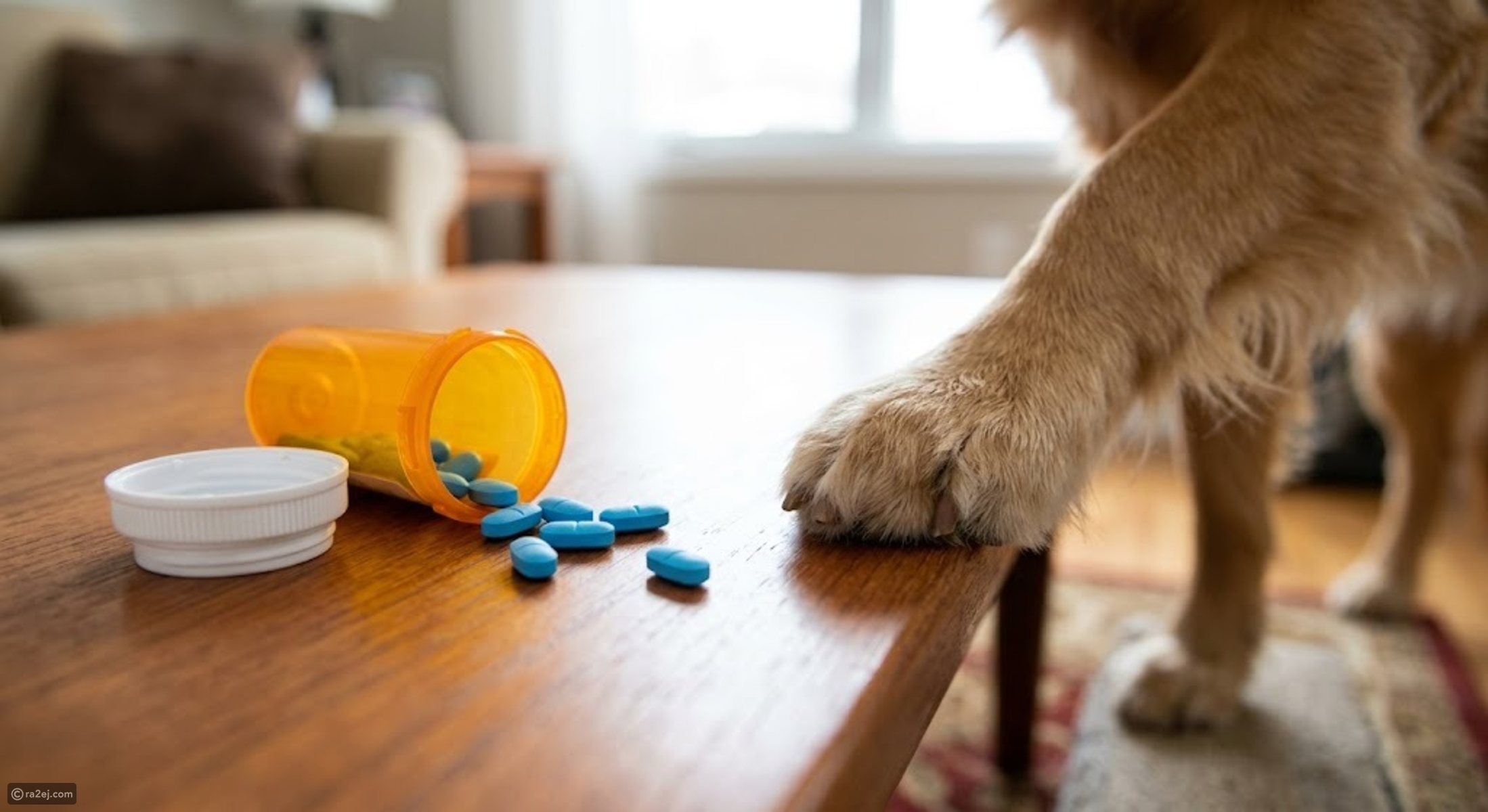 Urgent warning: Never give your pet these common medications