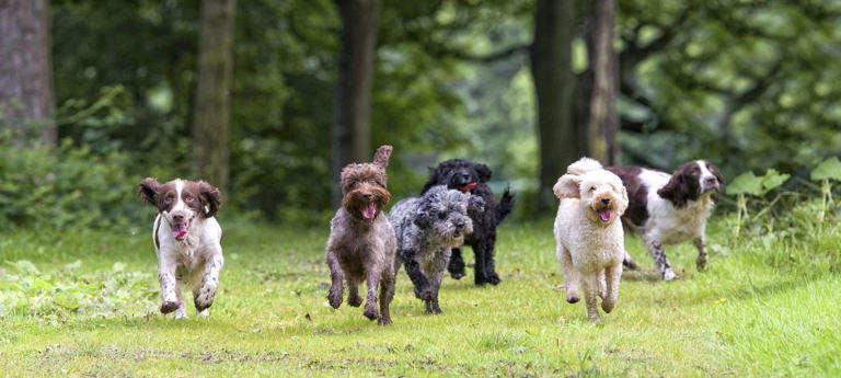 These are the dog breeds most at risk of being overweight – here's how ...