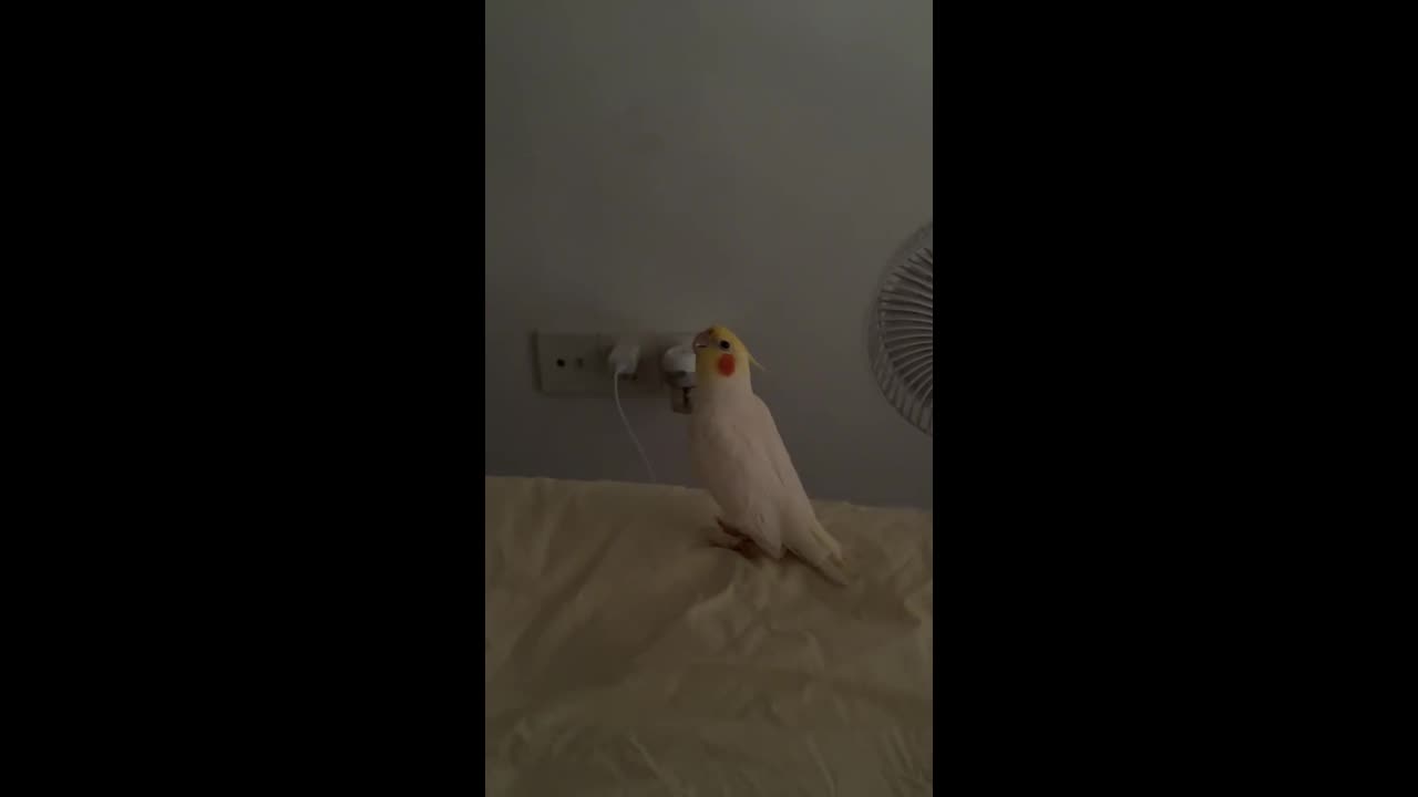Cockatiel mimics ringing sound while standing on bed in Zhejiang, China