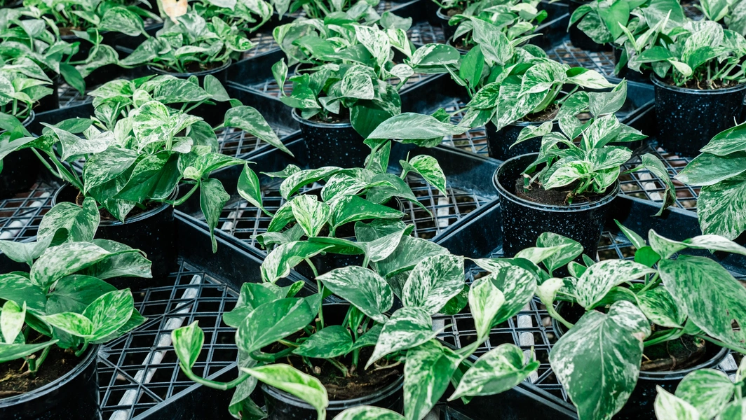 Pothos care tips for thriving vines