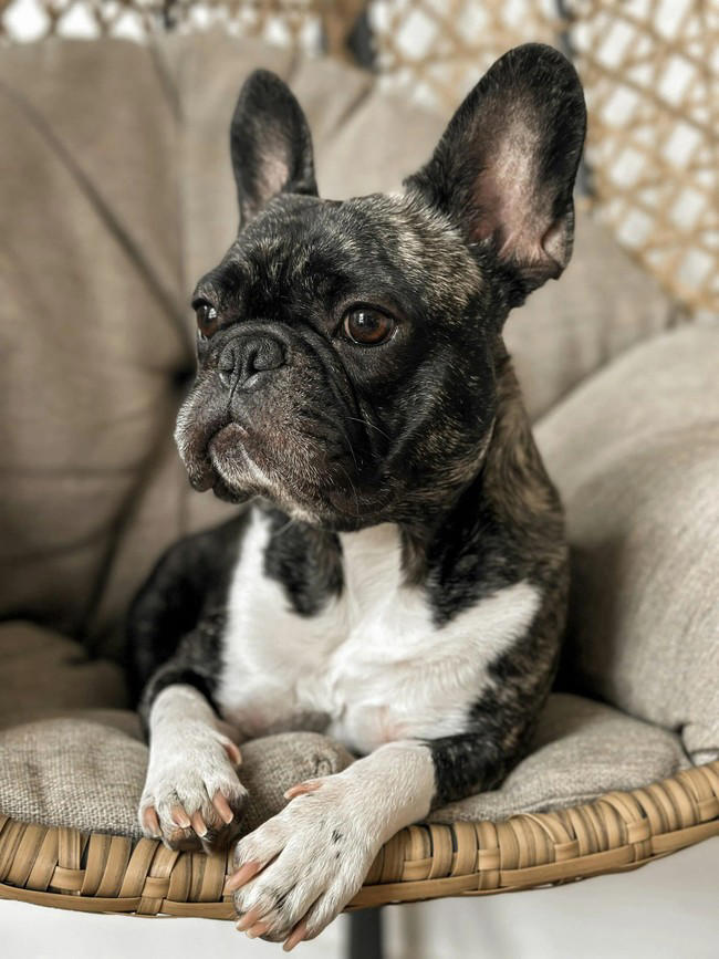 World’s most expensive dog breeds to own revealed, and it’s not about ...