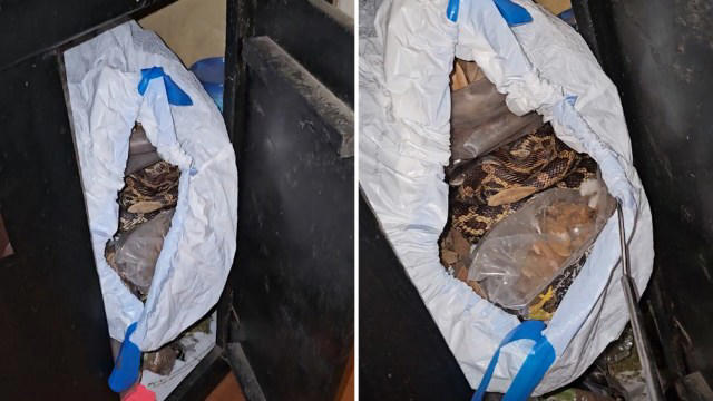 Snake keeper opens cabinet beneath pet python's tank and finds a wild ...