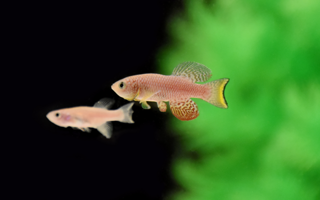 Live fast, die young: Israeli scientists link rapid-growth gene to ...