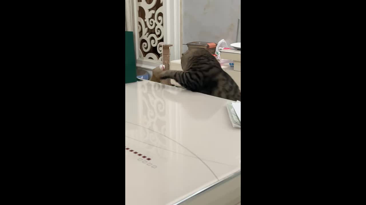 Cat knocks objects off table in Henan, China