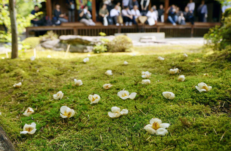 Kyoto temple opens special viewing of fallen Stewartia blossoms