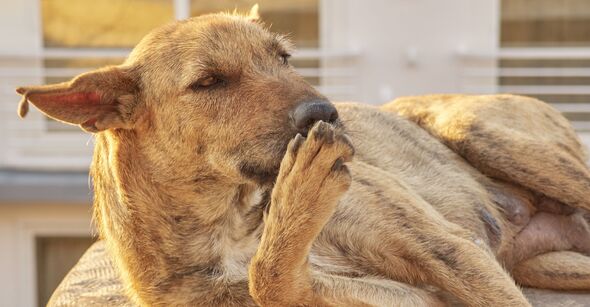 Vet explains reason dogs lick and bite paws all the time - it's not normal