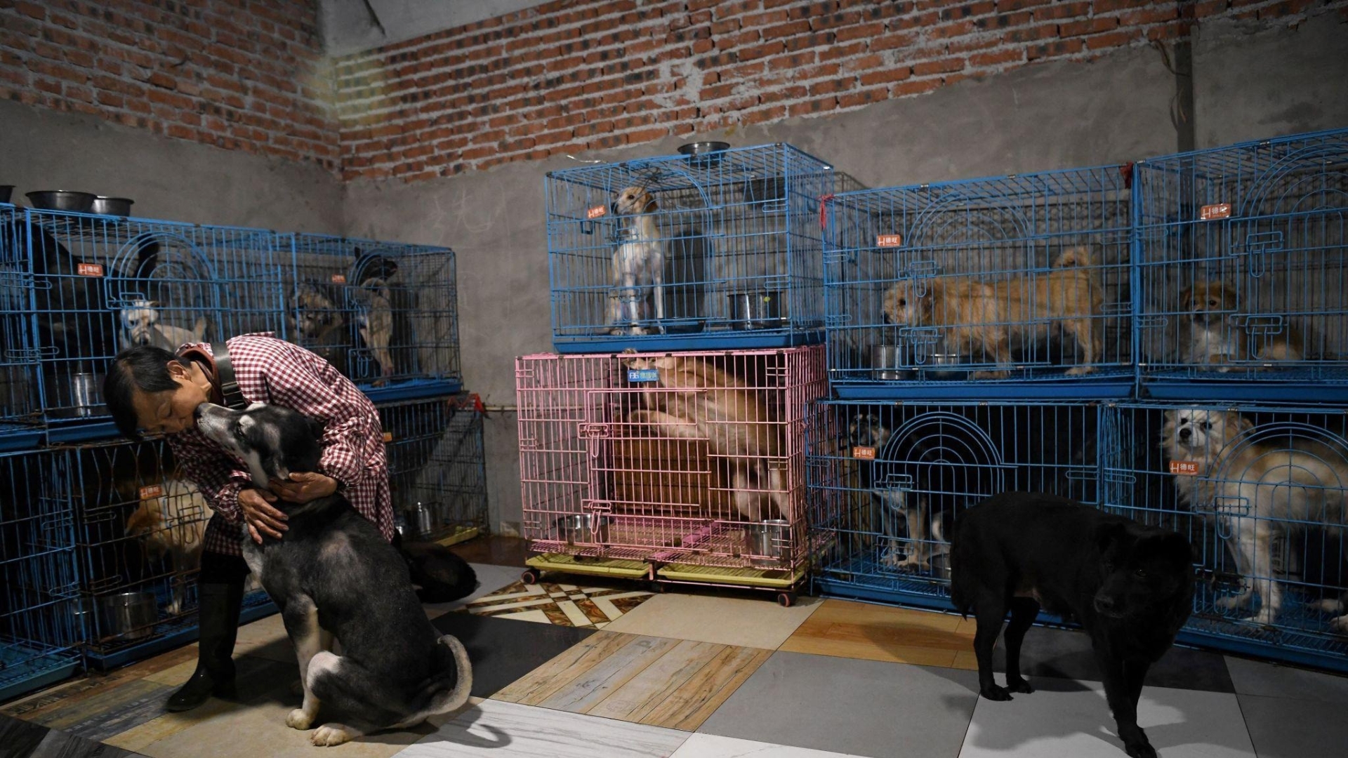 Historic first in Yulin as dog slaughterhouse closes permanently ahead ...