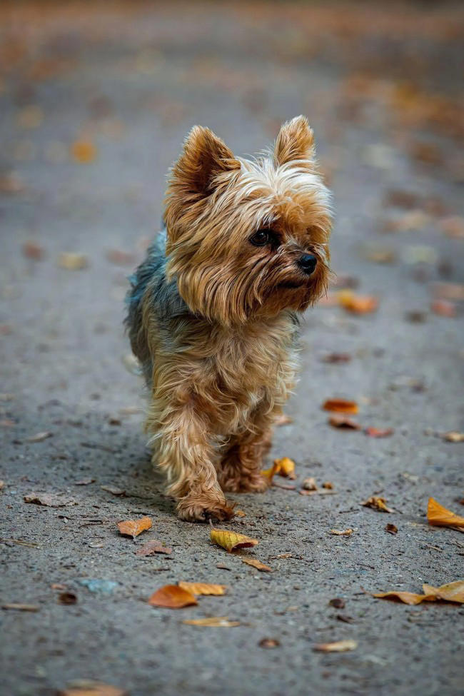 World’s most expensive dog breeds to own revealed, and it’s not about ...