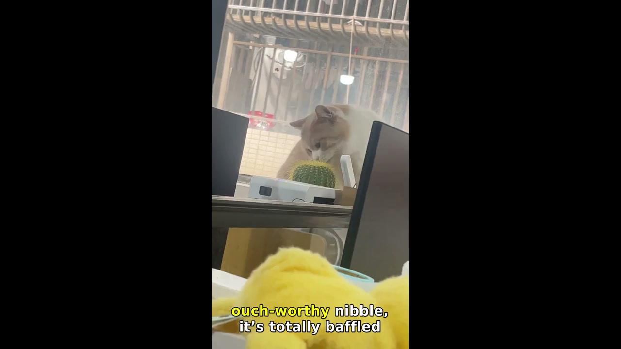 Cat vs. cactus: A curious encounter
