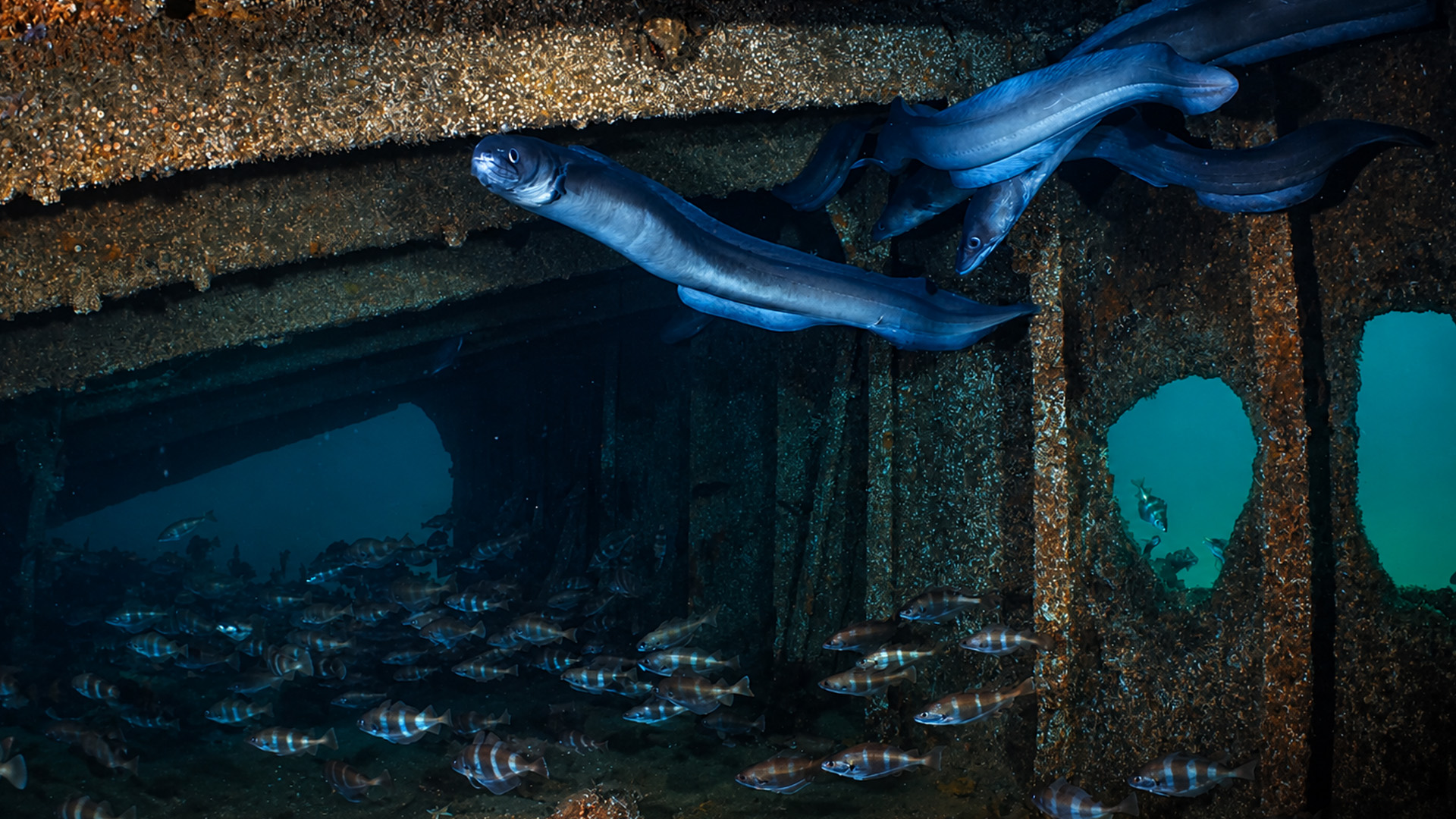 Une épave envahie par la vie marine