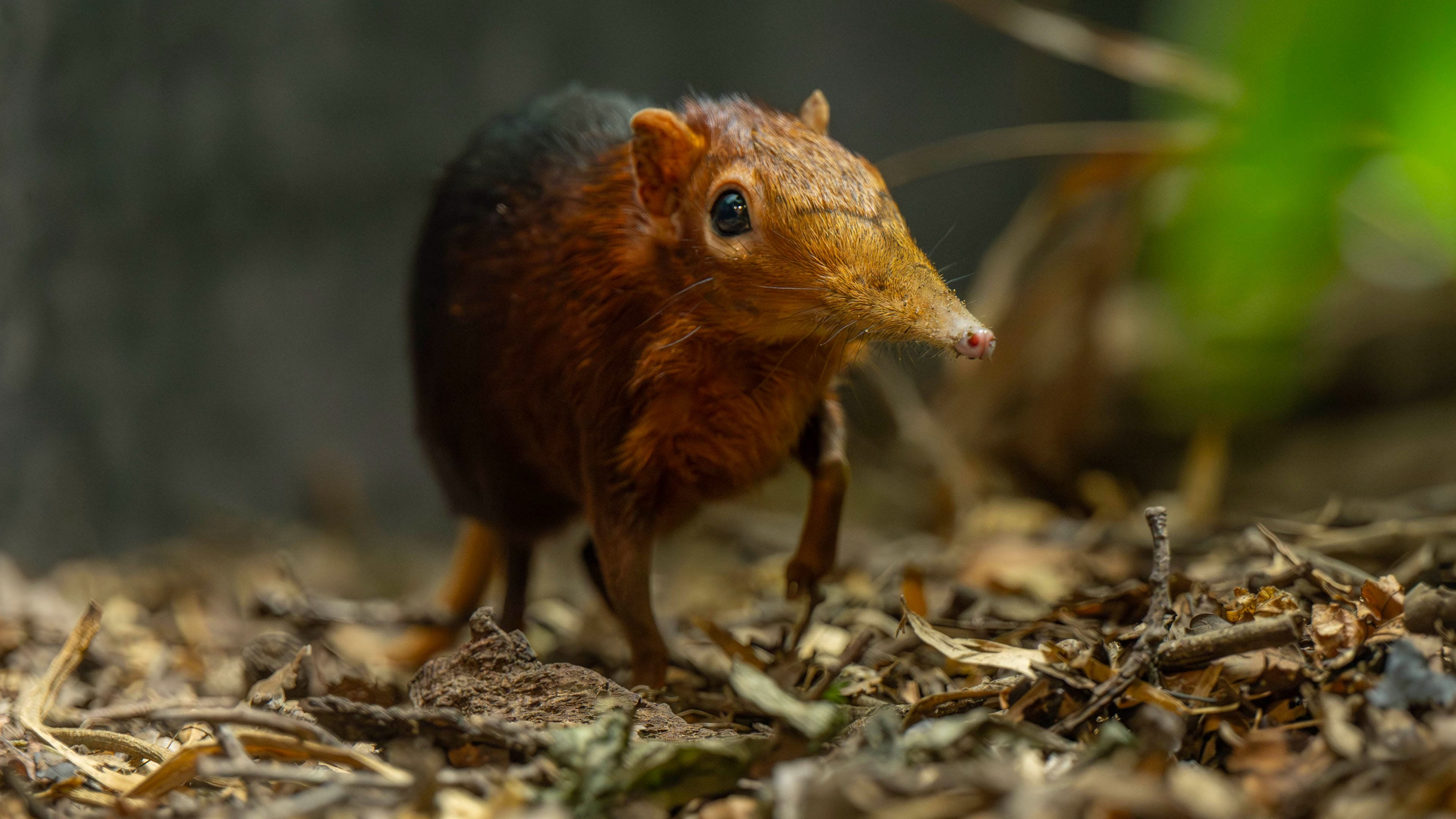 Twin baby elephant shrews are among first ever to be born at UK zoo