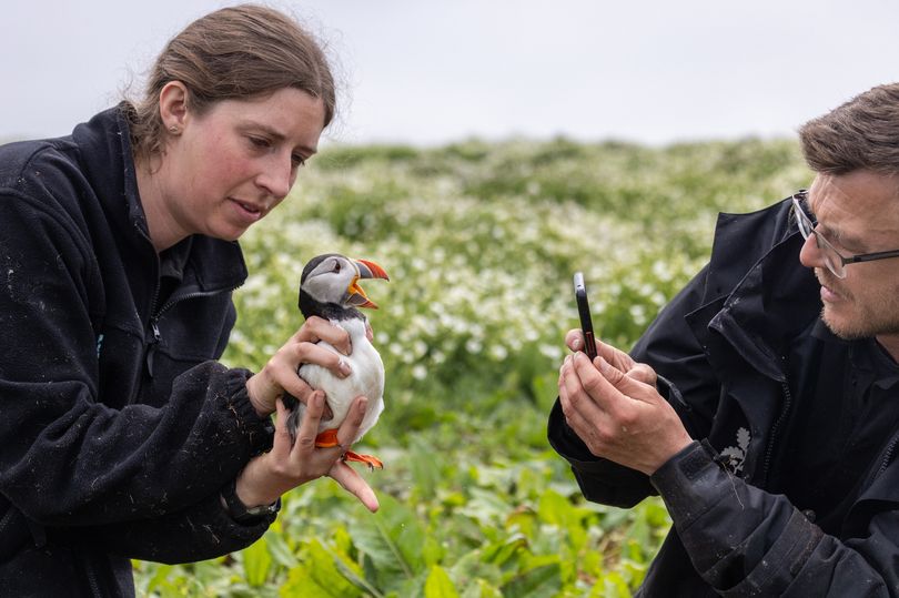 Farne Islands puffin census underway for 2026 as rangers begin 'vital ...