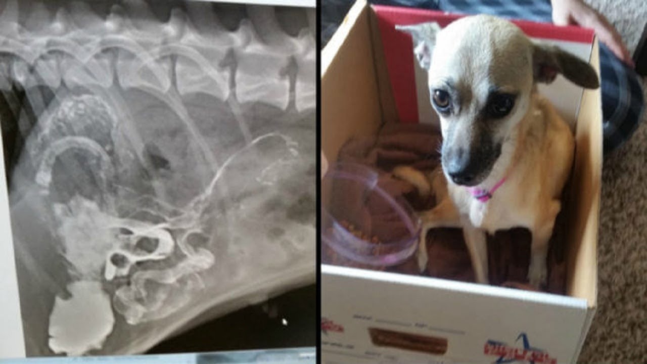 This 'emaciated' puppy is so hungry she eats plastic — then her heroes ...