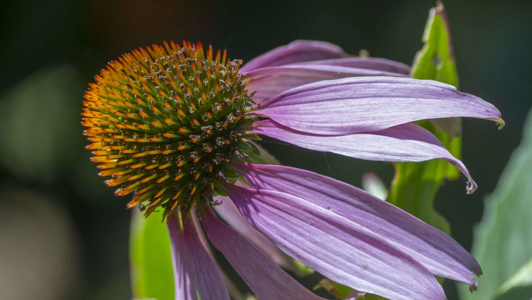8 hardy outdoor plants that thrive with minimal care