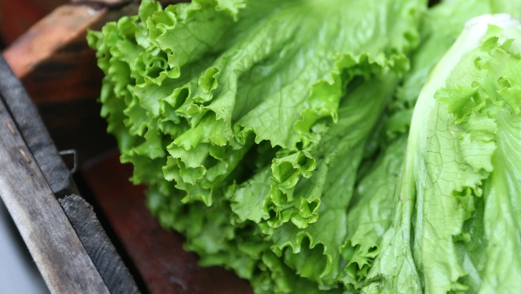Effective methods to keep lettuce fresh longer