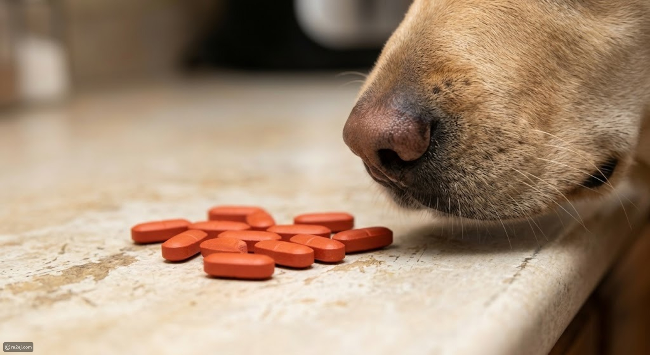 Urgent warning: Never give your pet these common medications