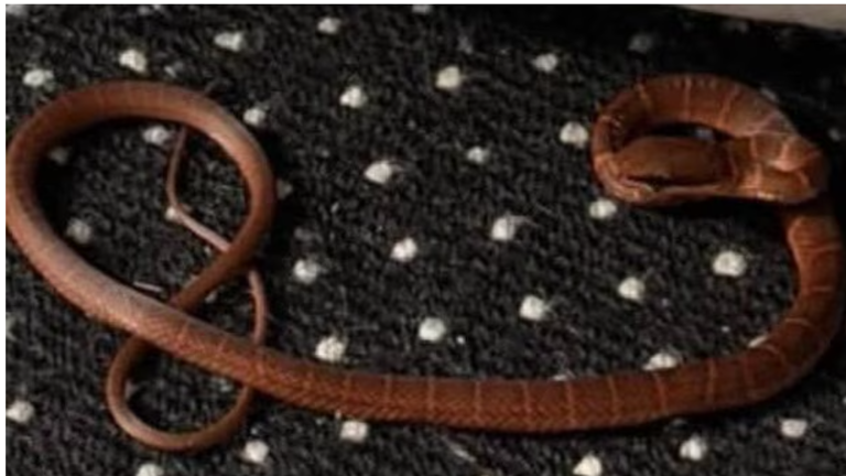 Real-life snakes on a plane terrorizes UK flight: A snake on the loose ...