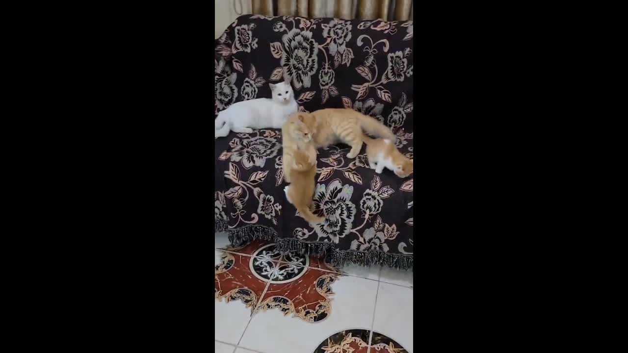Playful cat and kitten tumble from sofa during game in Sana'a, Yemen