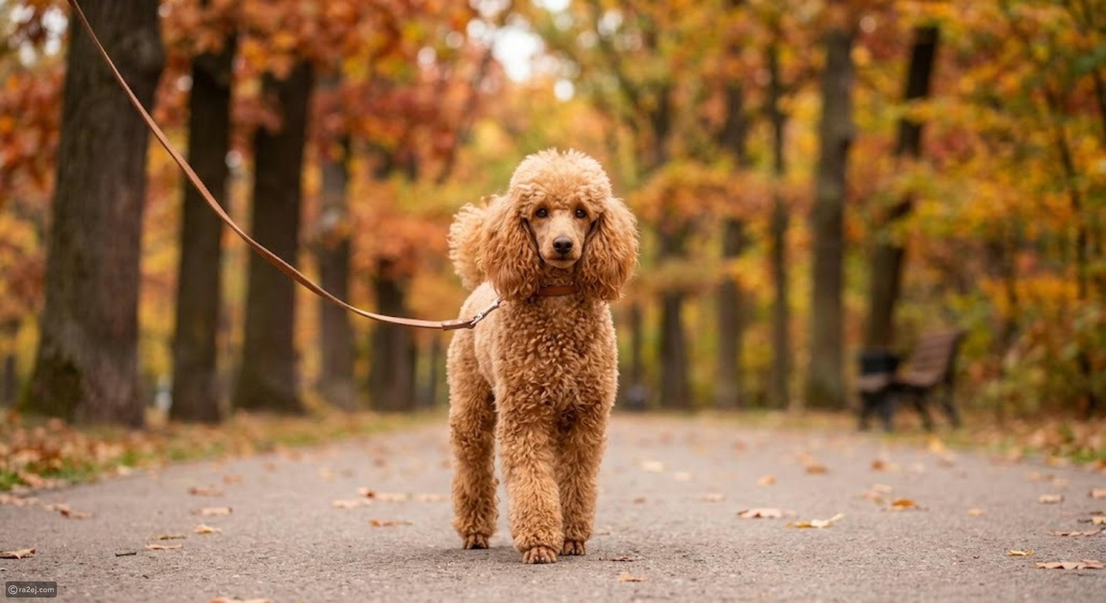10 best dog breeds for people over 60 seeking companionship