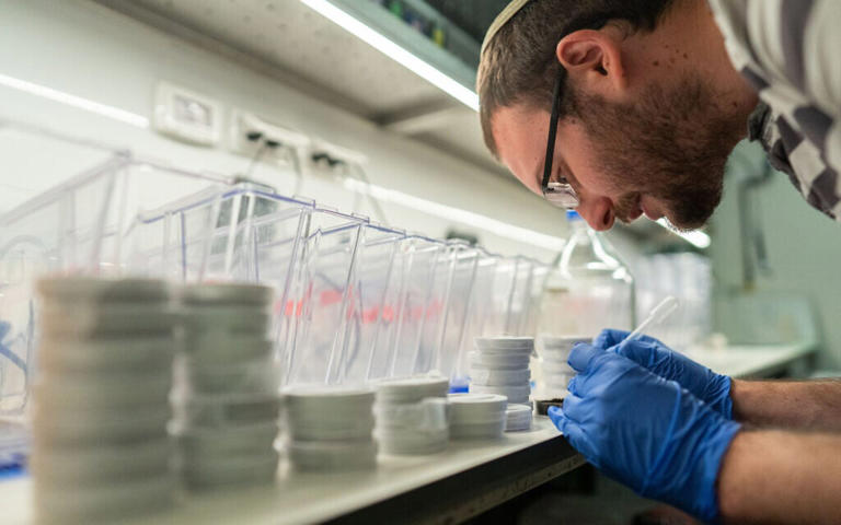 Live fast, die young: Israeli scientists link rapid-growth gene to ...