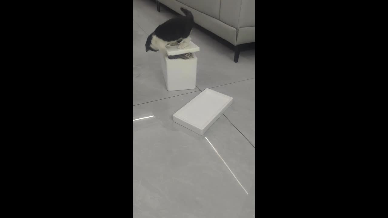 Two cats interact playfully with box lid in Shandong, China