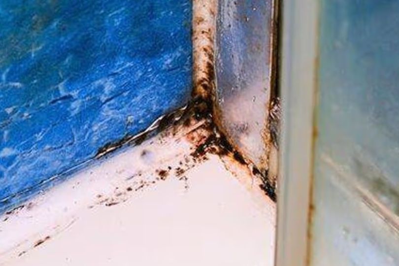 Mould vanishes from shower silicone sealant if sprayed with 1 kitchen item