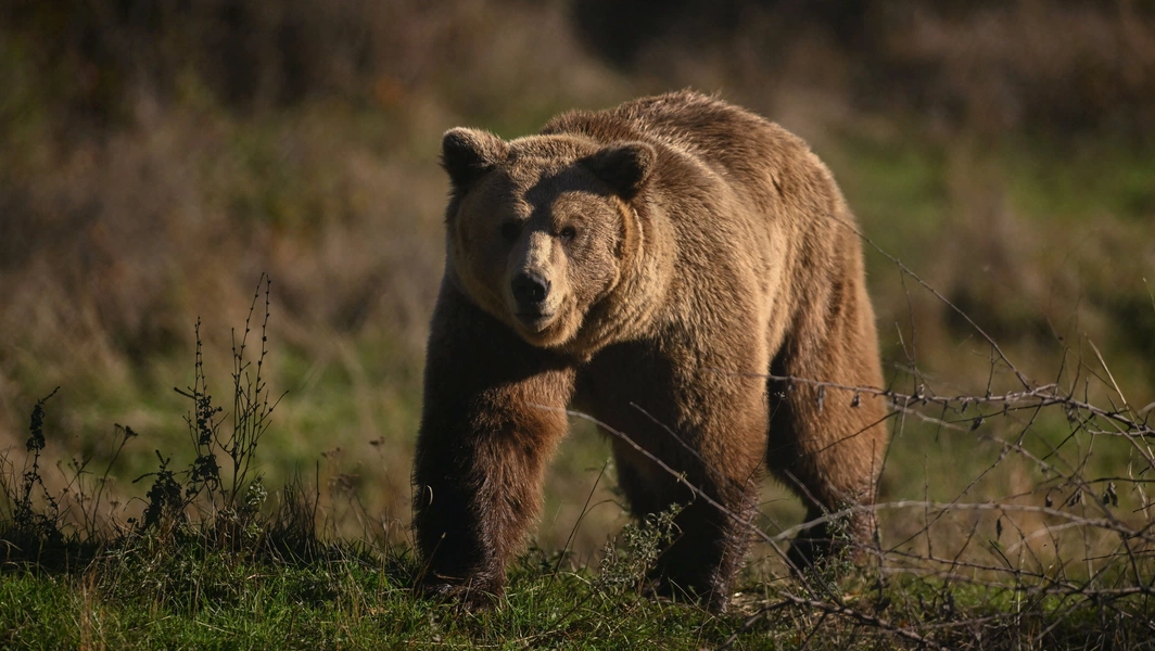 12 bear species capable of deadly encounters