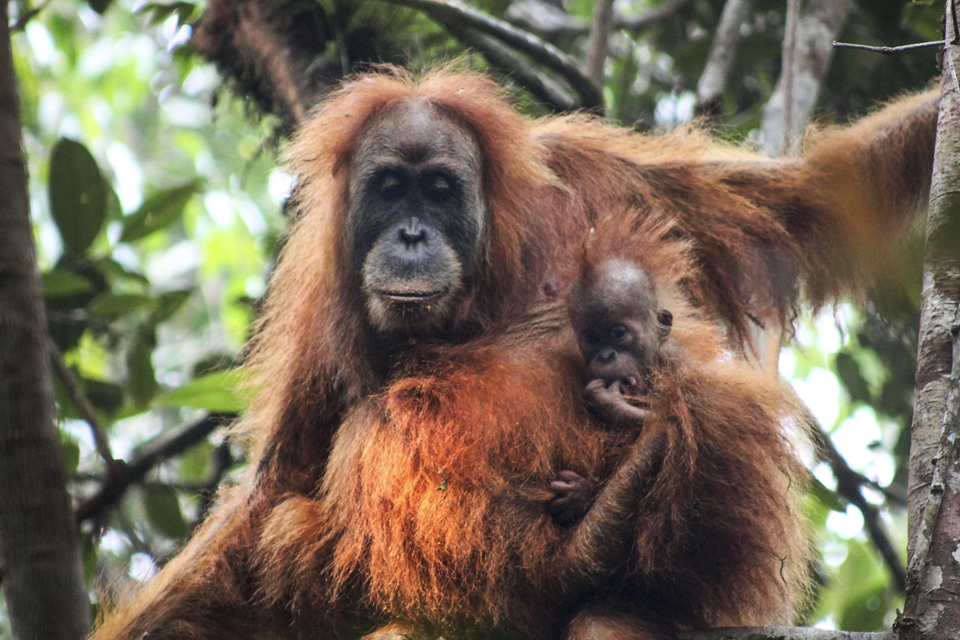 Sumatra, piogge torrenziali hanno ucciso almeno 58 degli oranghi più ...