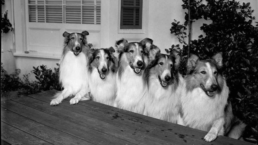 13 famous and playful dog names from pop culture