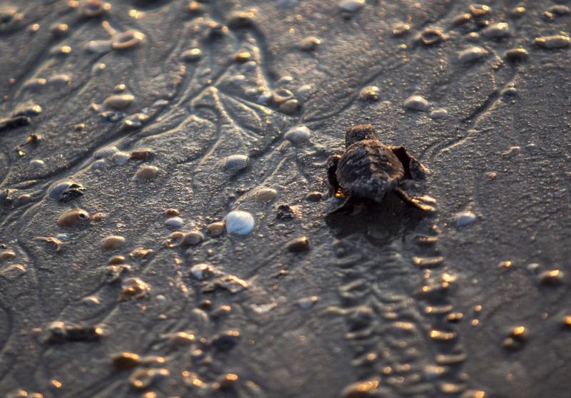 7 questions: Sea turtles. Take the quiz.