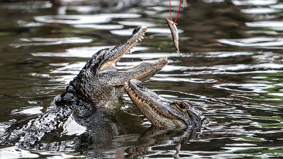 6 states with growing alligator encounters