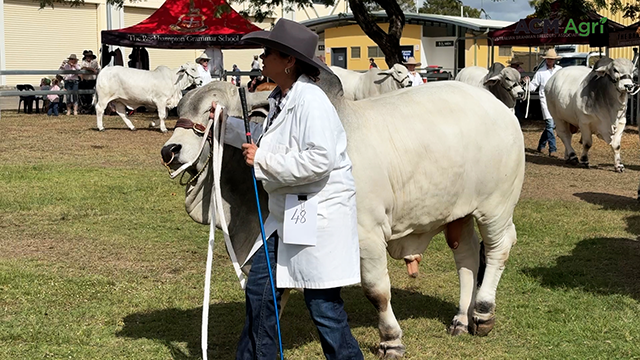 Rockhampton Show stud cattle competition