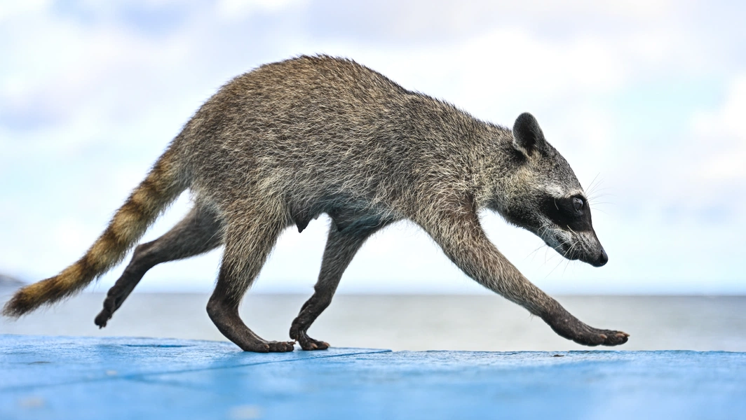 Urban raccoons show shorter snouts, raising domestication questions