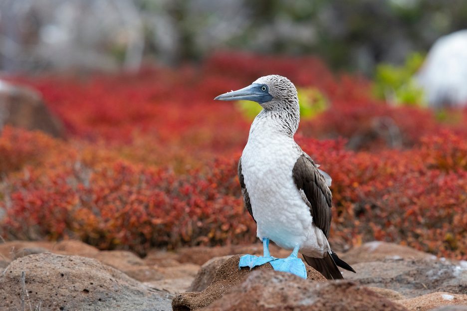 They stick out like a sore thumb. This clown-like bird has really weird ...
