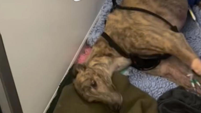 Everyone told her to give up on her sick dog: 16 weeks later, a miracle ...
