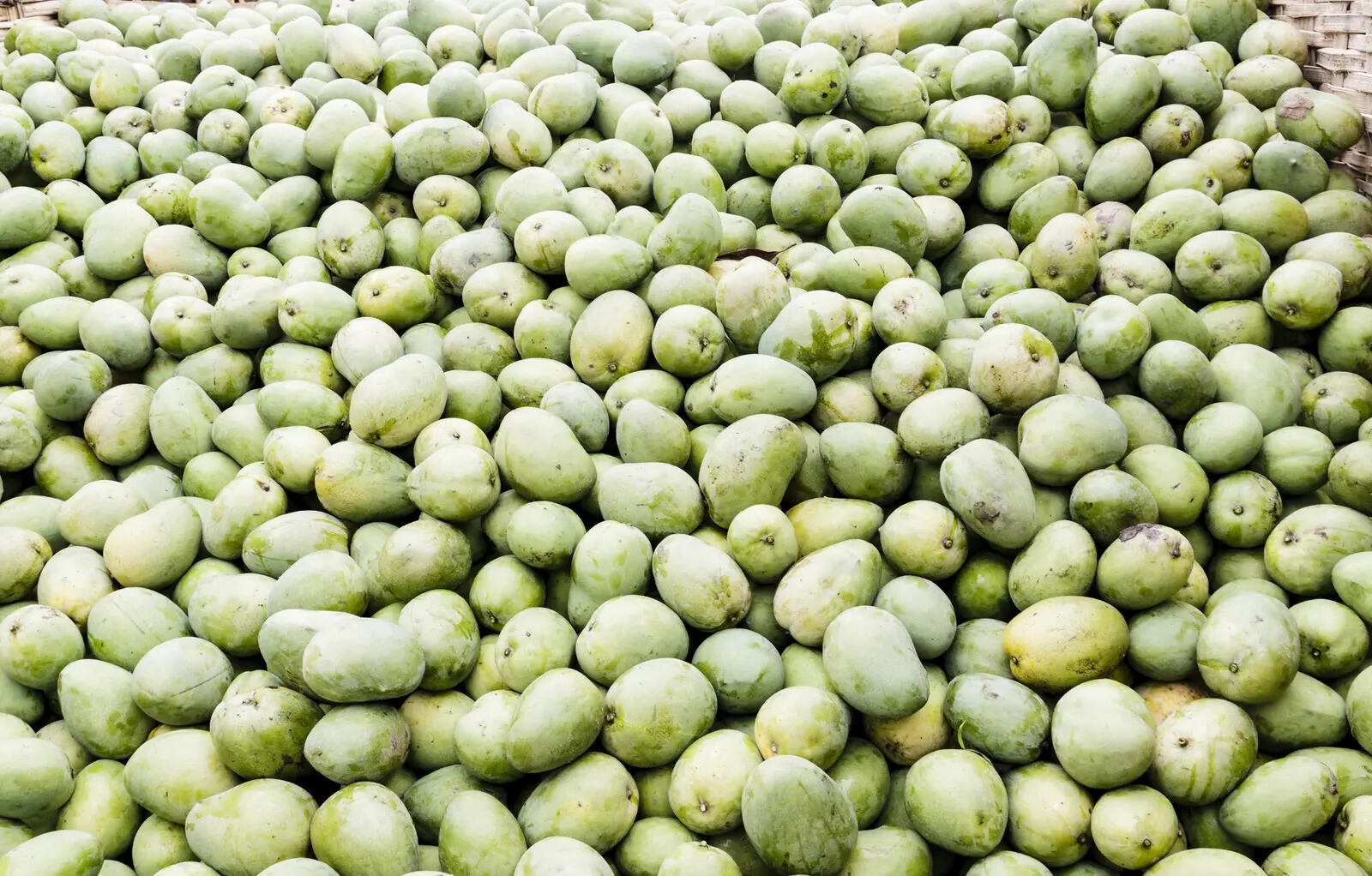 Nepal clarifies: No ban on Indian mango imports, only phytosanitary ...