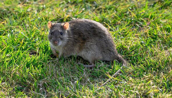 Rats will avoid your garden and leave plants alone with £1.47 ...