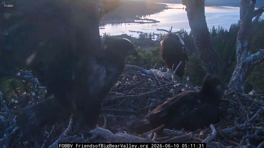 Big Bear eaglets Sandy and Luna are testing their wings as first flight ...