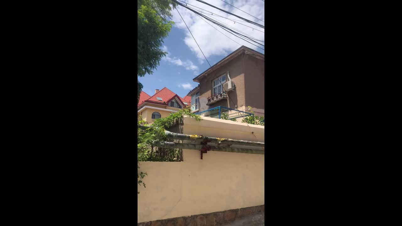 Dog repeatedly jumps to peek over wall in Shandong, China