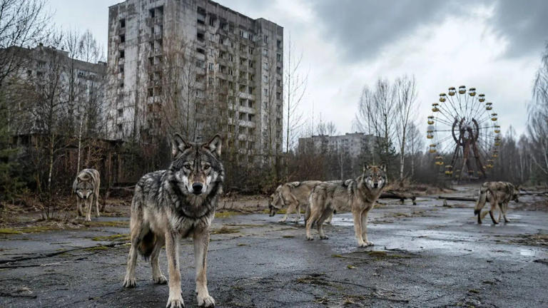 In 1986 Chernobyl was evacuated and today wolves have returned to ...
