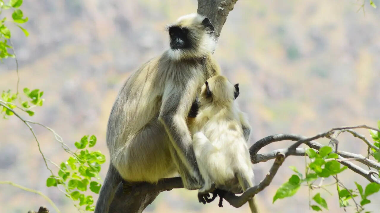 From India's newest discovery to iconic: 10 monkey species found in ...
